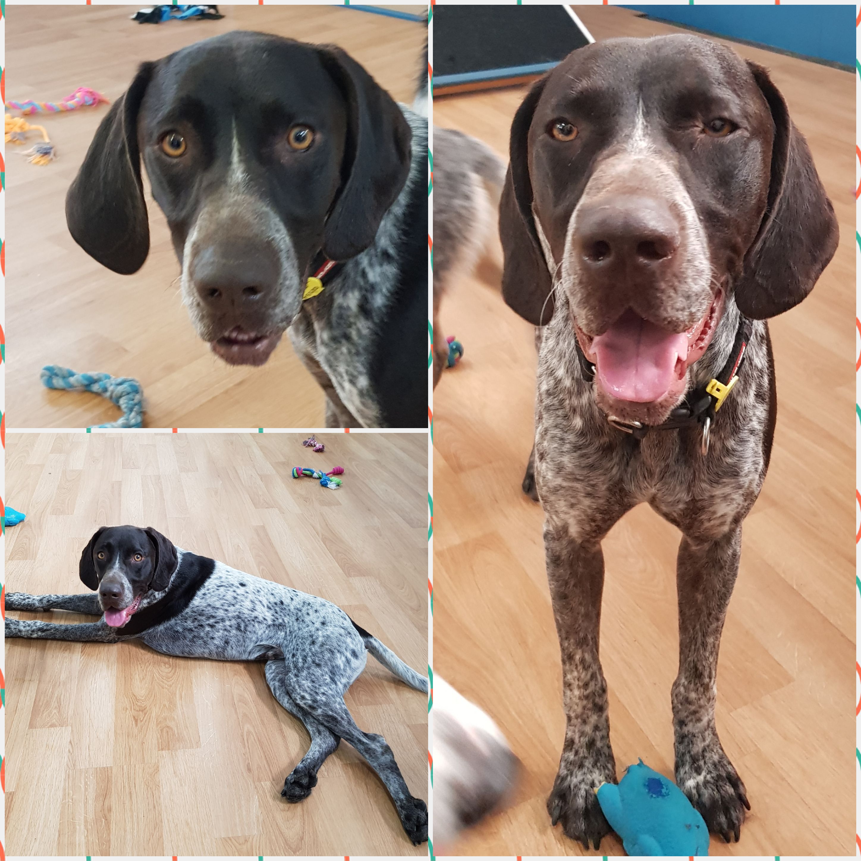 Earnest Edgar – Laughing Dog Day Care