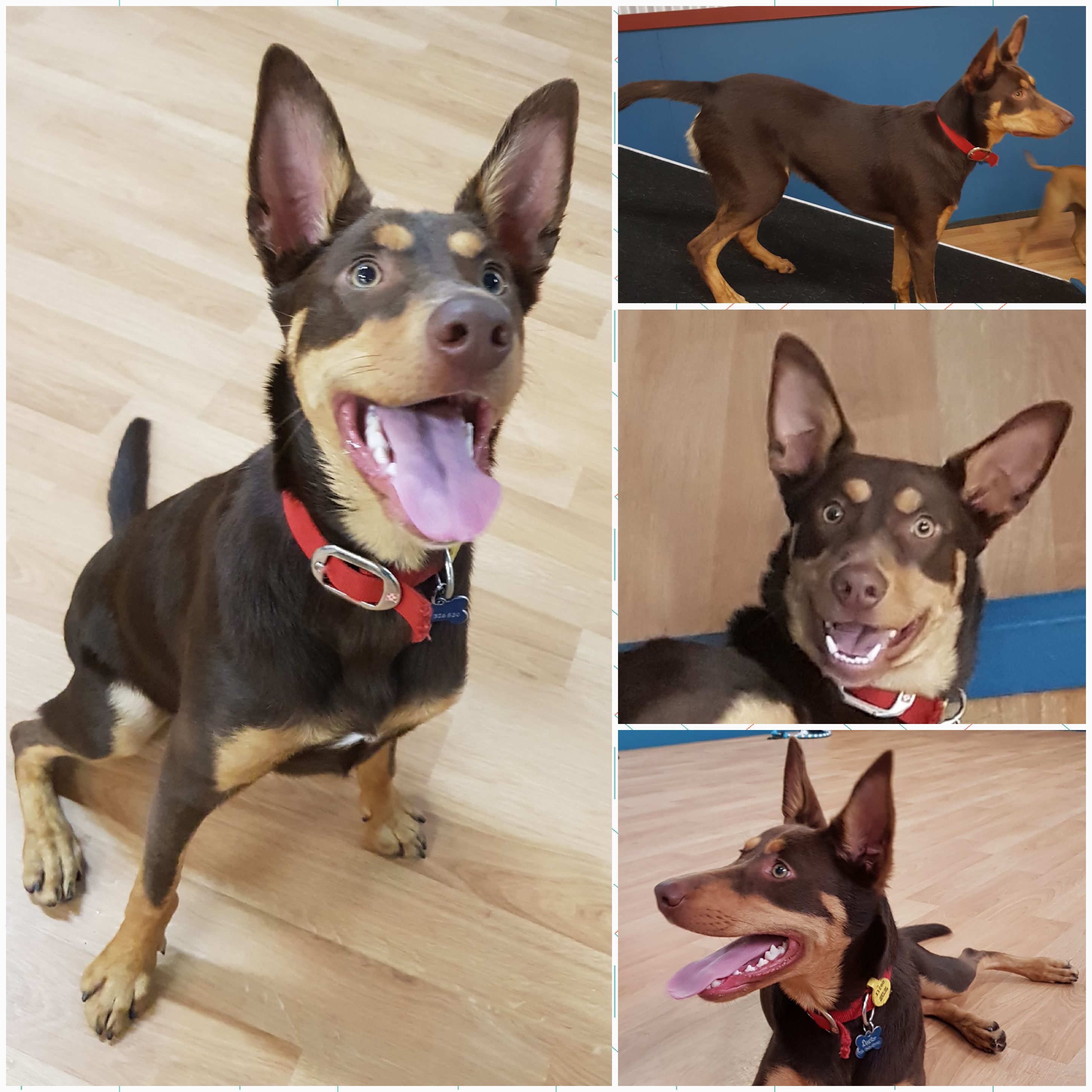 Deft Dexter – Laughing Dog Day Care