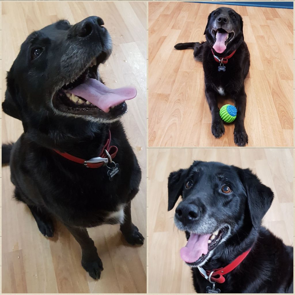 Magnificent Mason – Laughing Dog Day Care