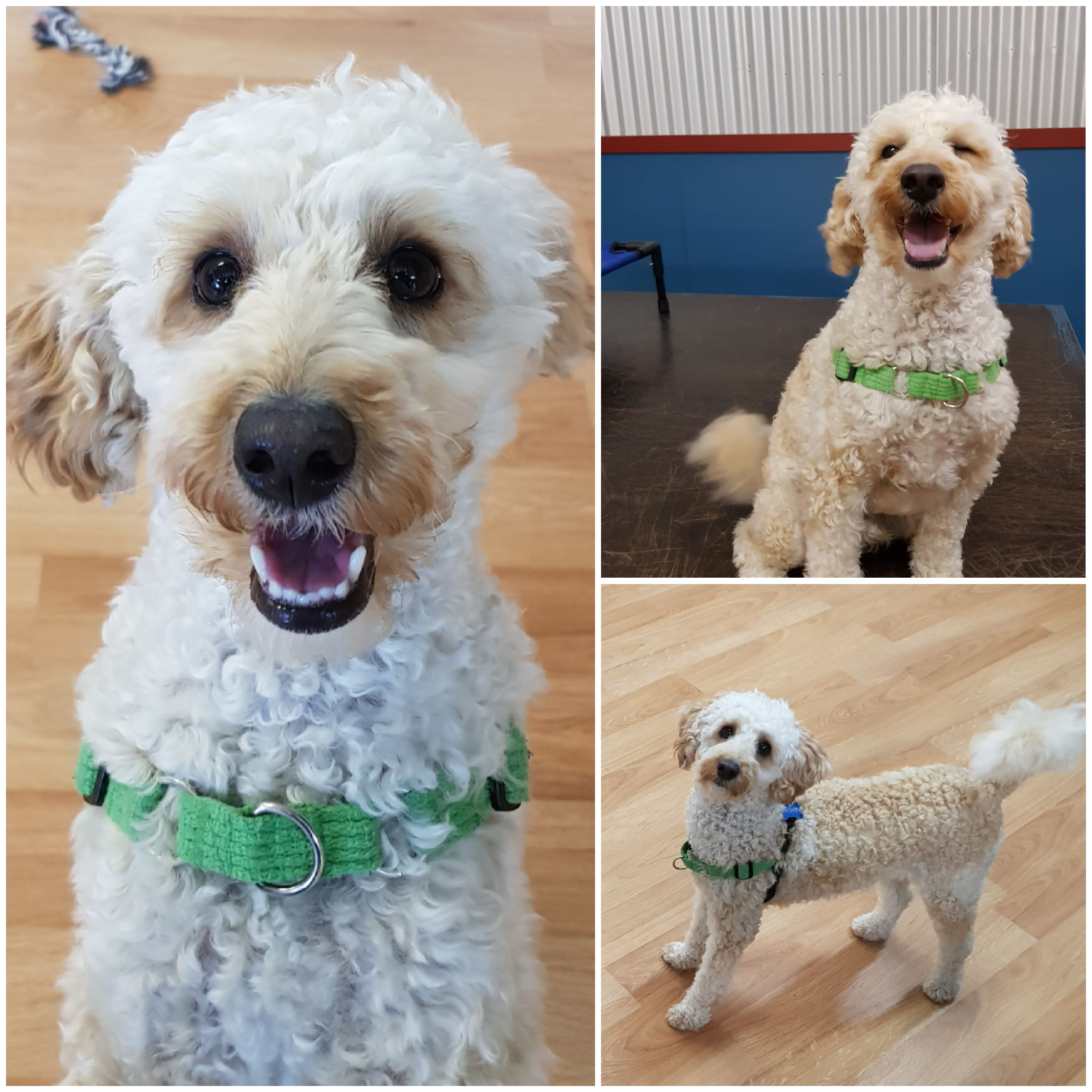 Marvelous Monty – Laughing Dog Day Care