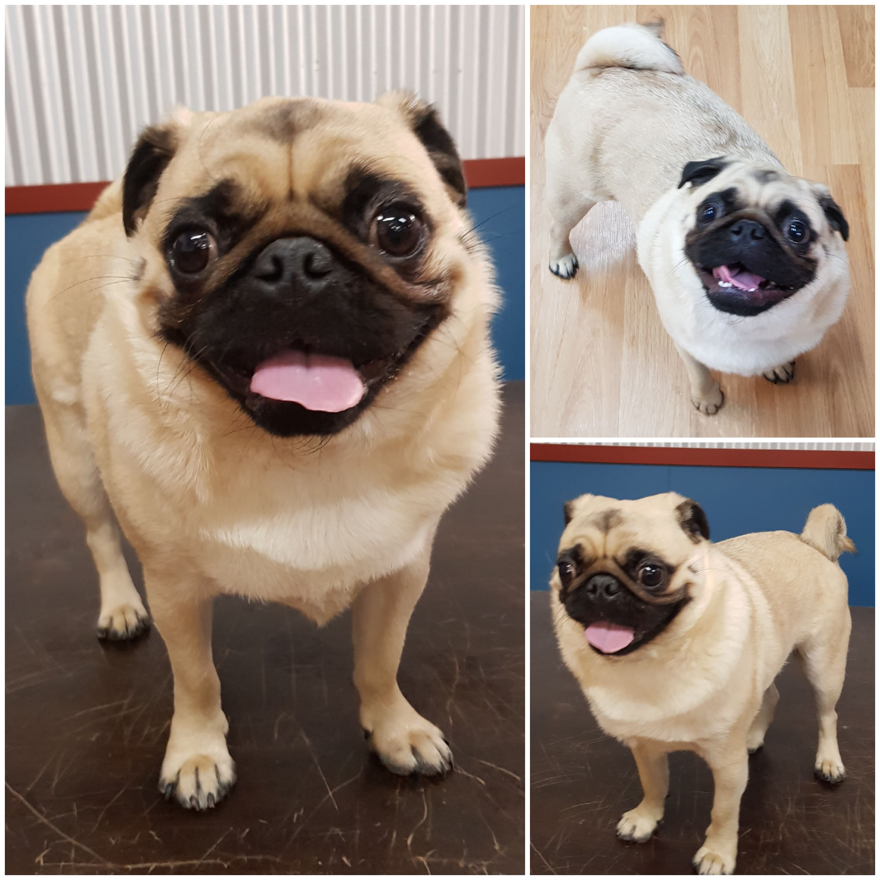 Magnetic Milo – Laughing Dog Day Care