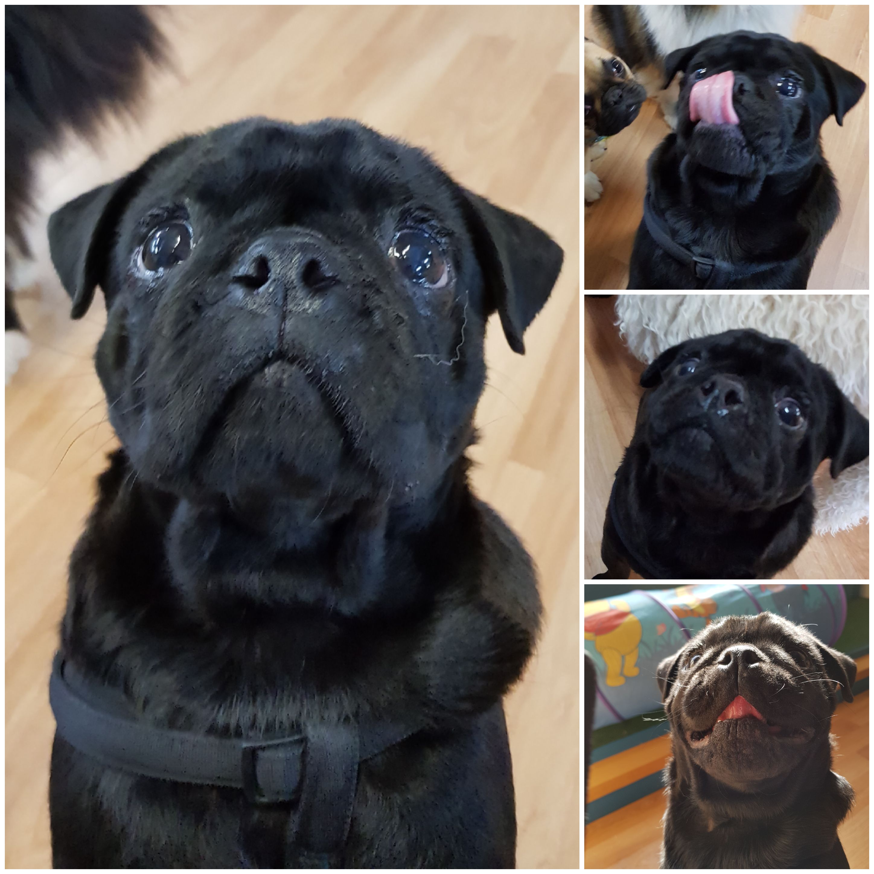 Witty Walter – Laughing Dog Day Care