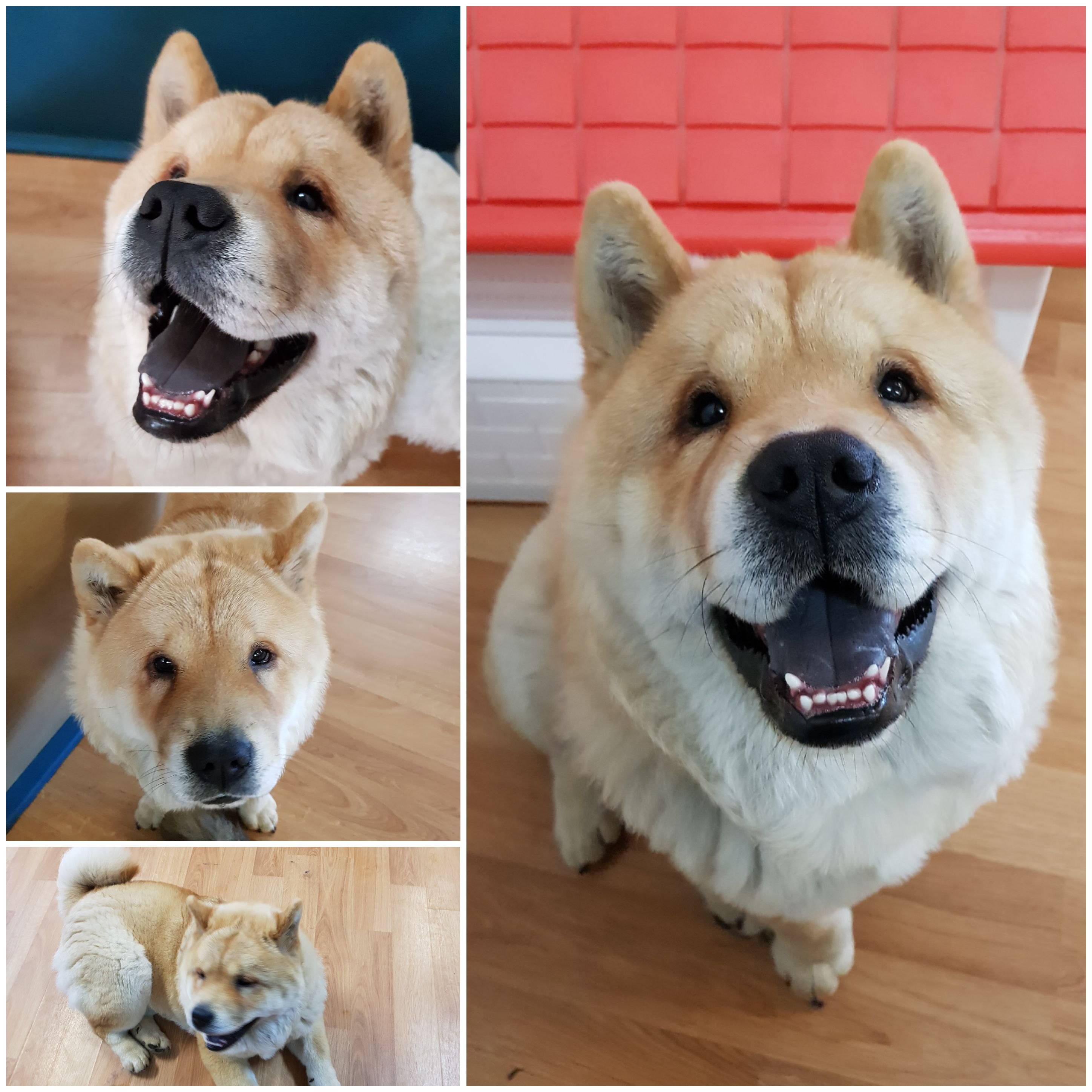Mild Mannered Murphy – Laughing Dog Day Care