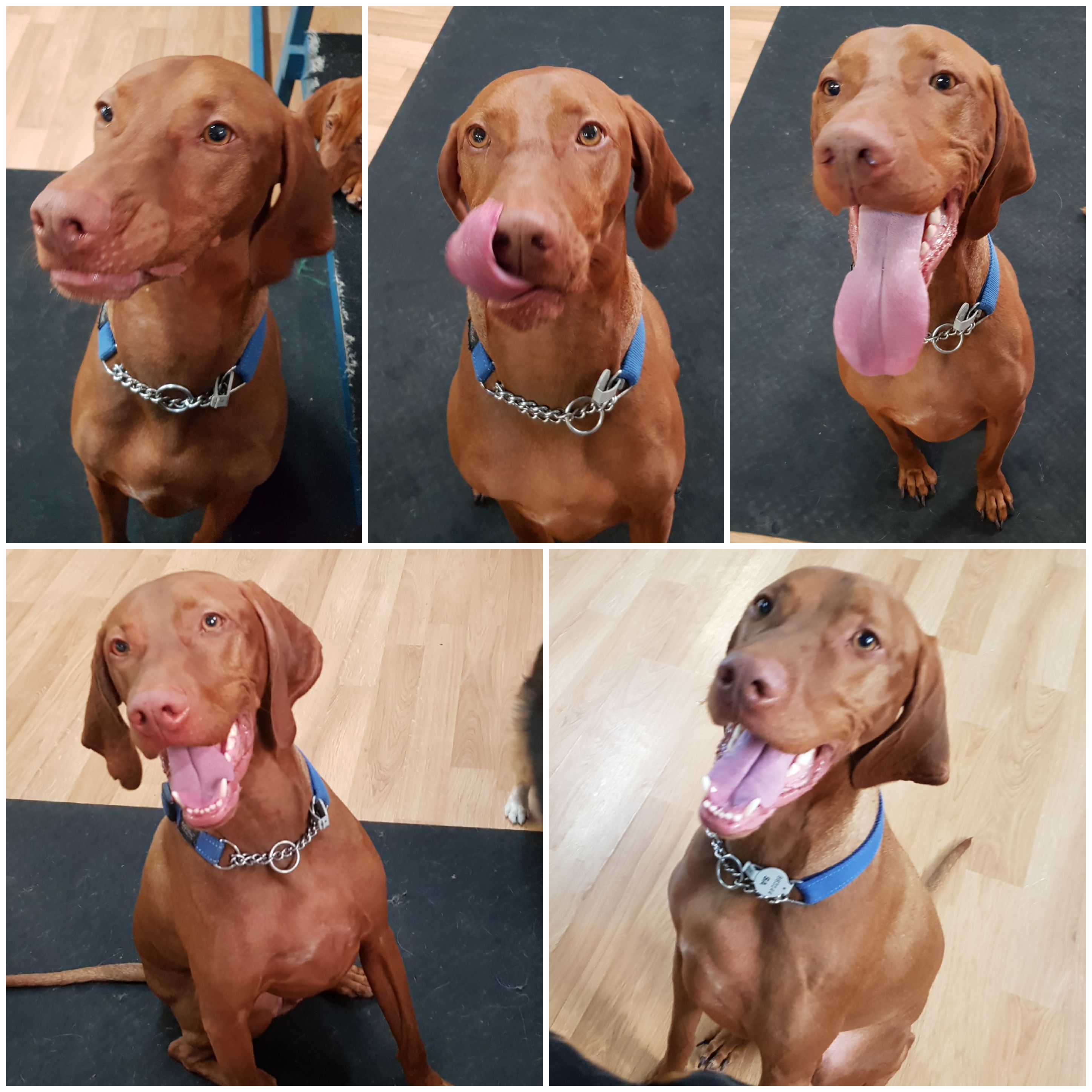 Jocular johnson – Laughing Dog Day Care